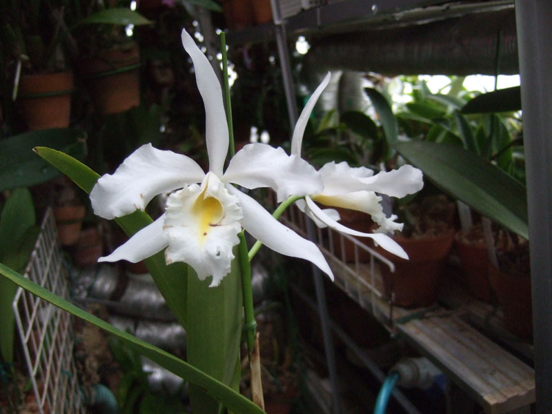 Nobilior『花館』