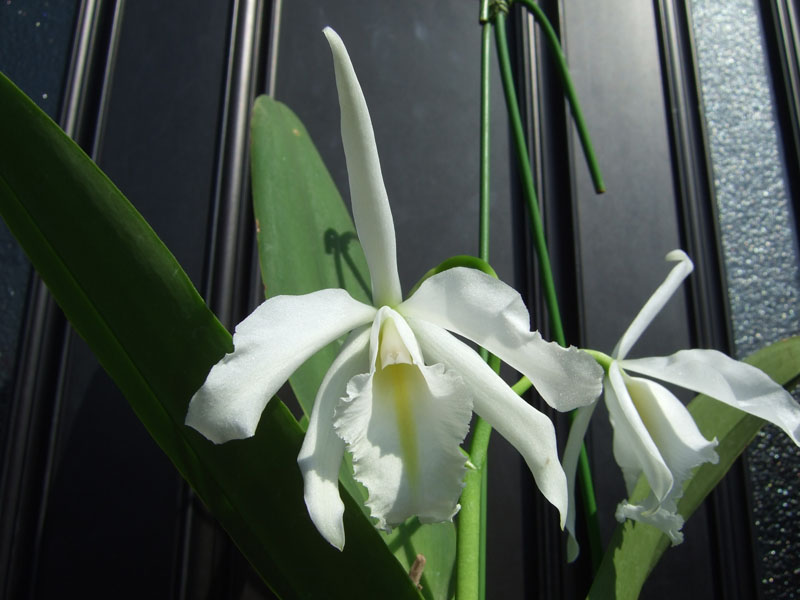 Nobilior『花館』