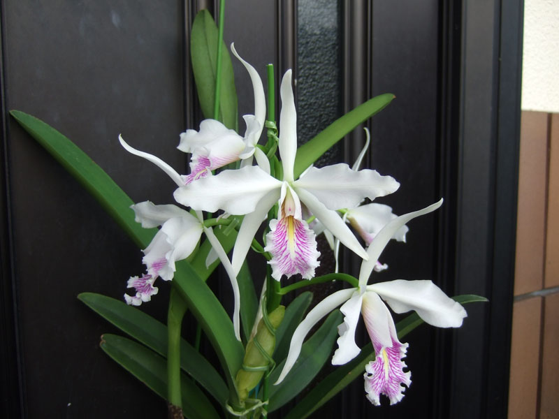 Nobilior『花館』