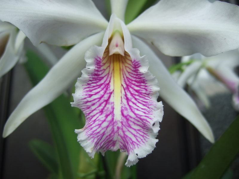 Nobilior『花館』