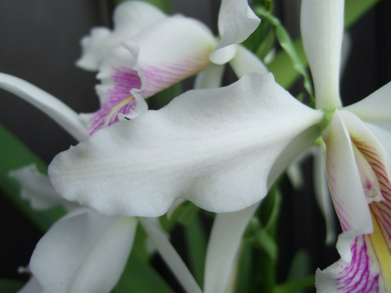 Nobilior『花館』