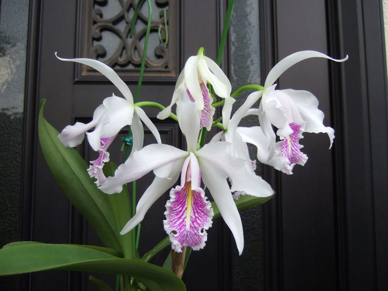 Nobilior『花館』