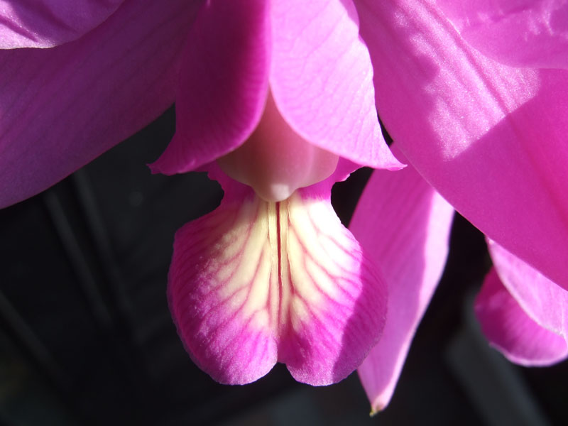 Nobilior『花館』