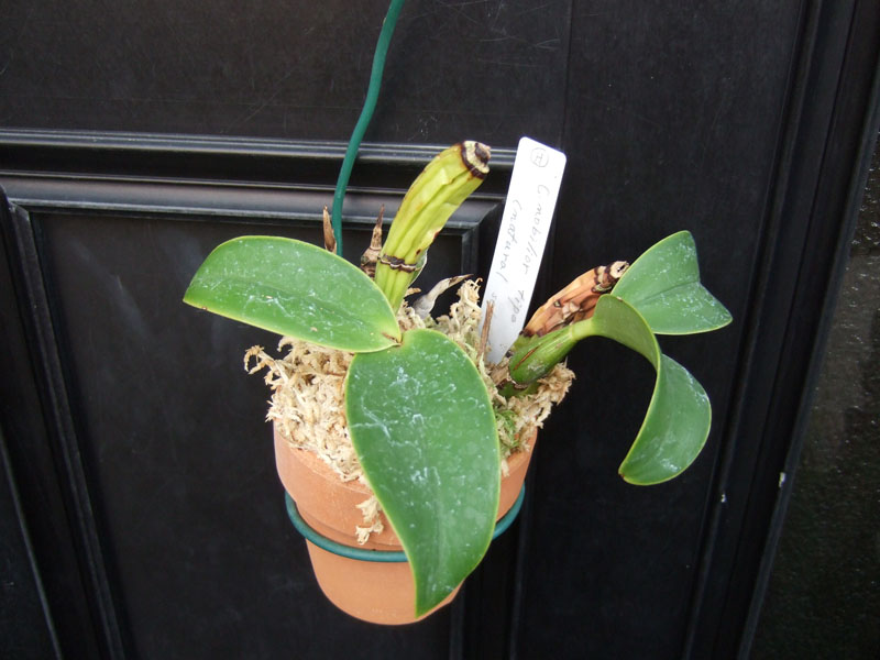 Nobilior『花館』