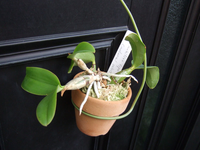 Nobilior『花館』